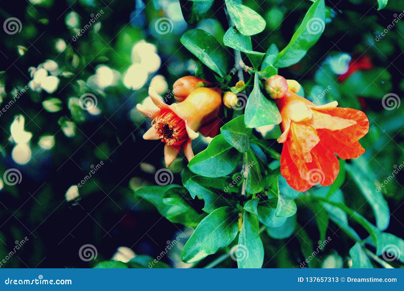 Pomegranate Flowers on Tree Stock Image - Image of place, tree: 137657313