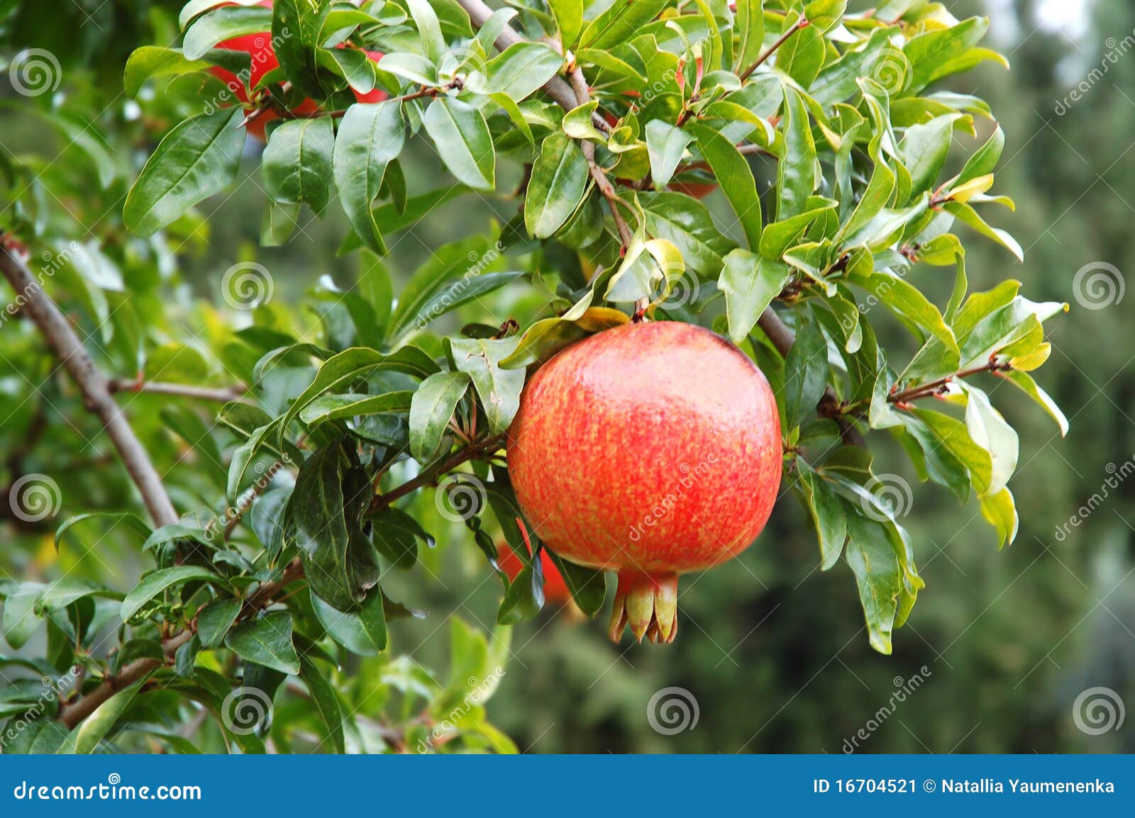 Pomegranate fruit stock image. Image of climate, bright - 16704521