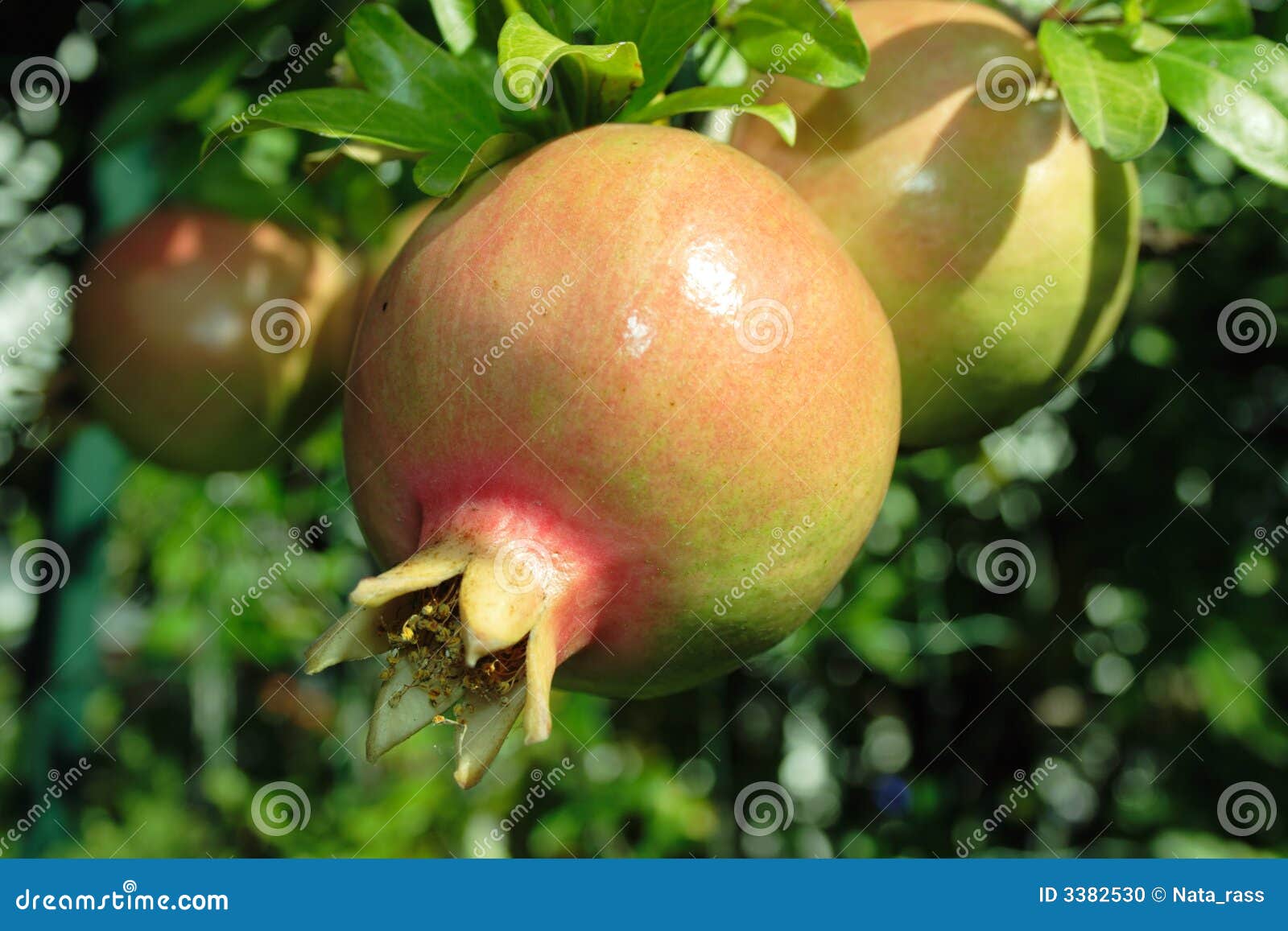 Pomegranate fruit stock photo. Image of diet, fruit, closeup - 3382530