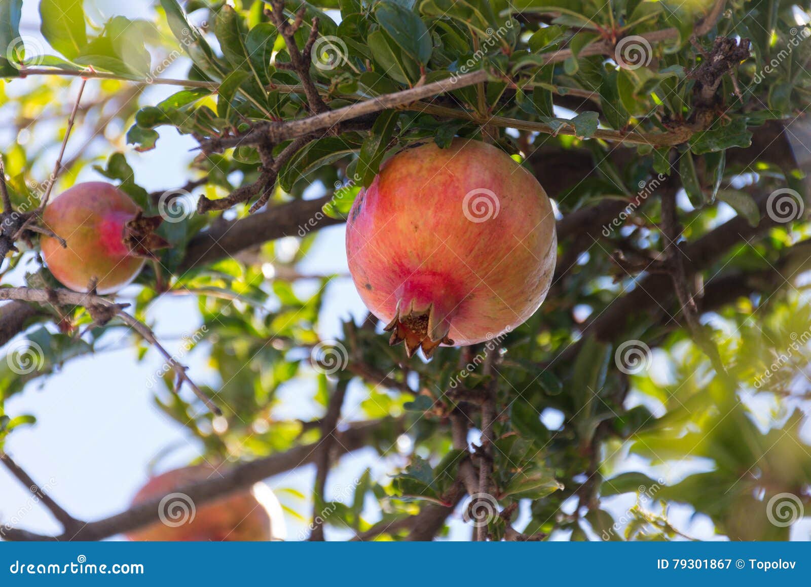 The pomegranate fruit stock image. Image of vivid, pomegranate - 79301867