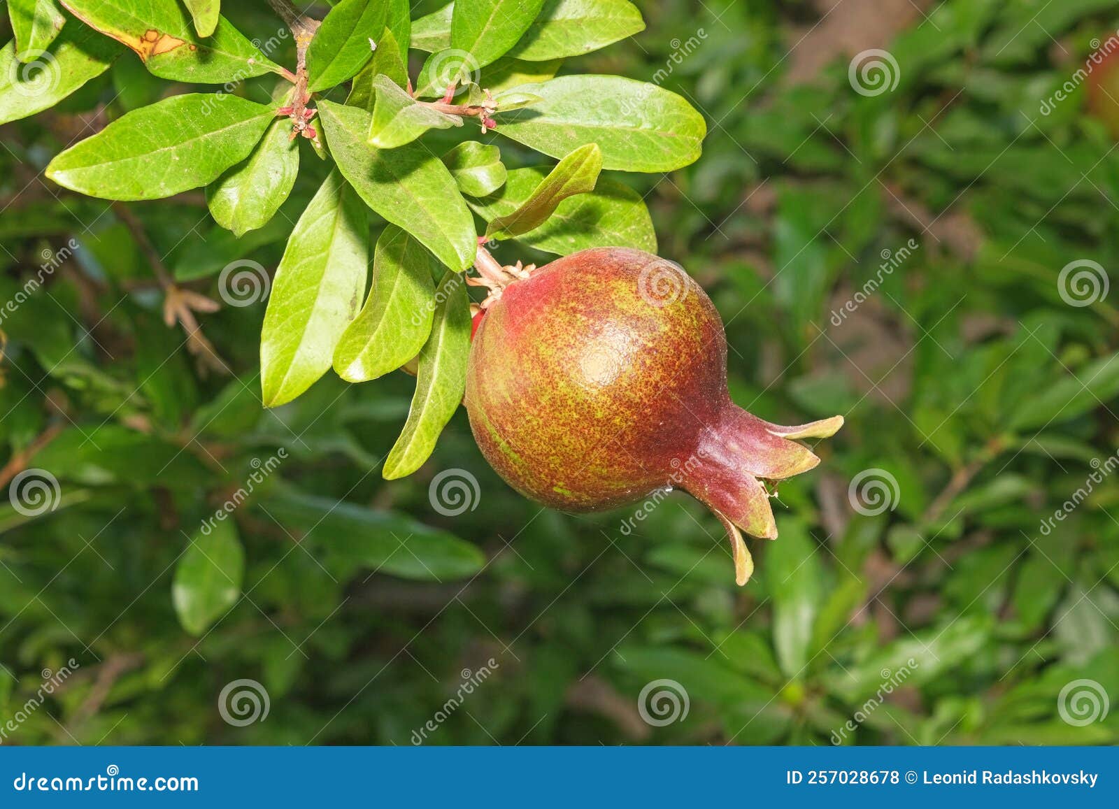 Pomegranate Fruit on the Branch of Tree Stock Photo - Image of petal ...