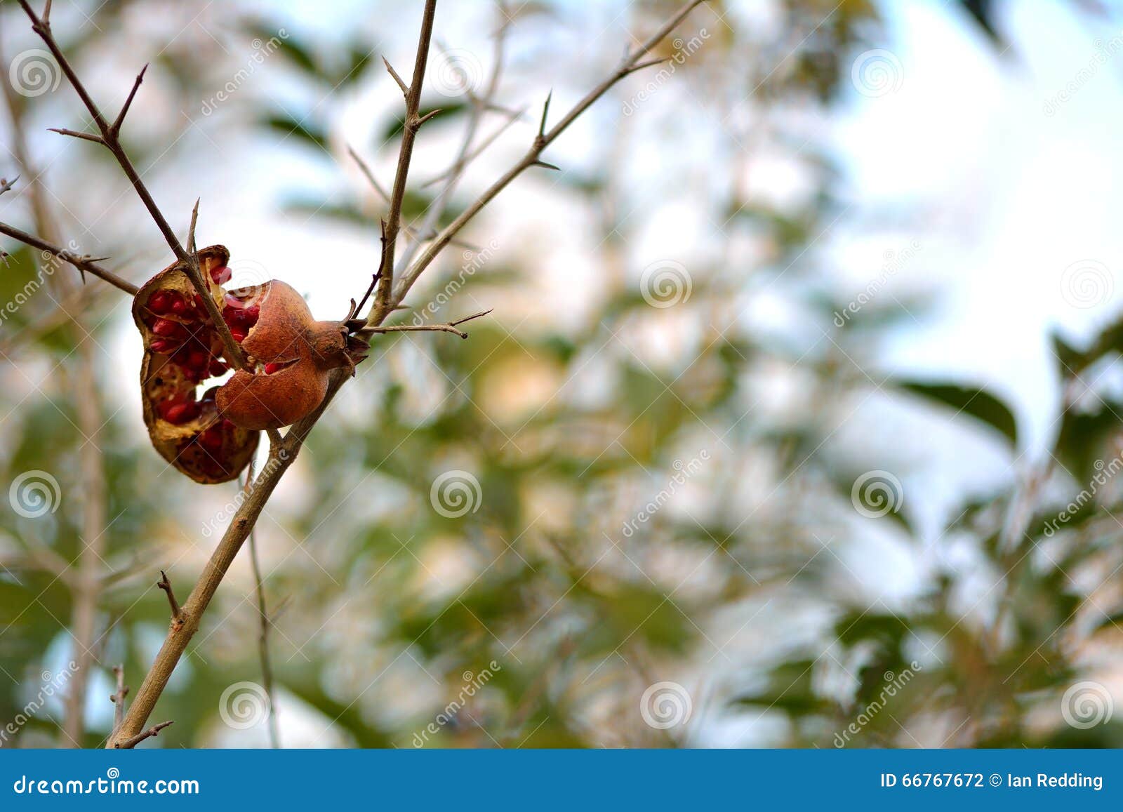 Pomegranate Fruit Broken Open on Tree Stock Photo - Image of open ...