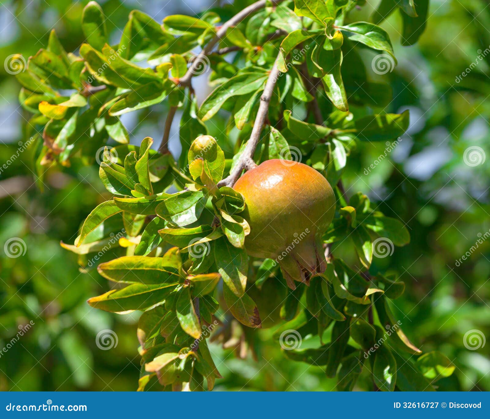 Pomegranate Fruit on the Green Tree Stock Image - Image of food, grow ...