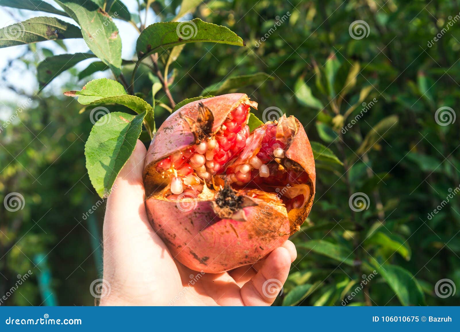 Pomegranate fruit in hand stock image. Image of fruit - 106010675