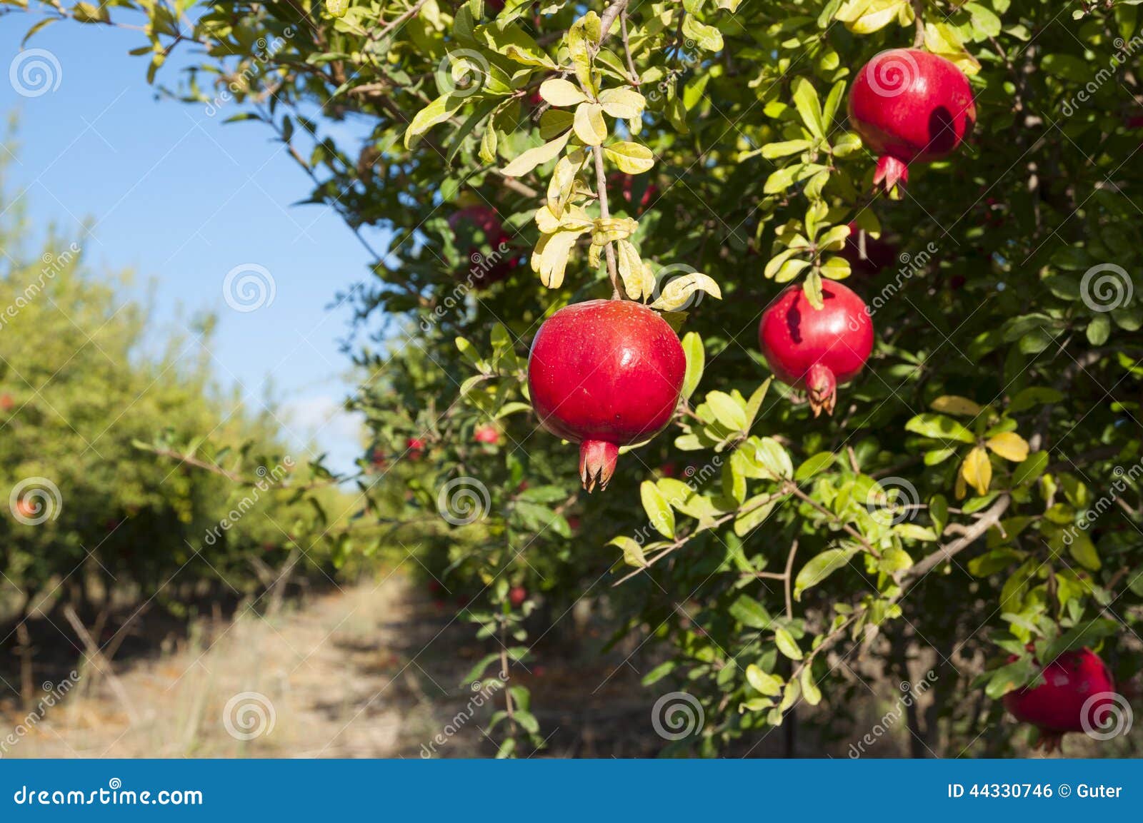Pomegranate stock photo. Image of orchard, decoration - 44330746