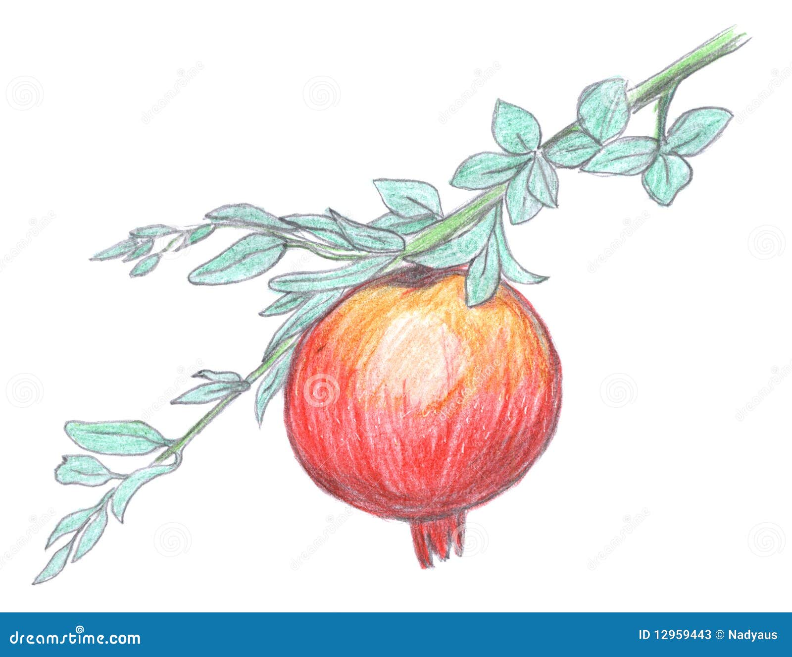 Pomegranate Fruit Drawing Vector Hand Drawn Garnet Fruit. Sketch Of ...