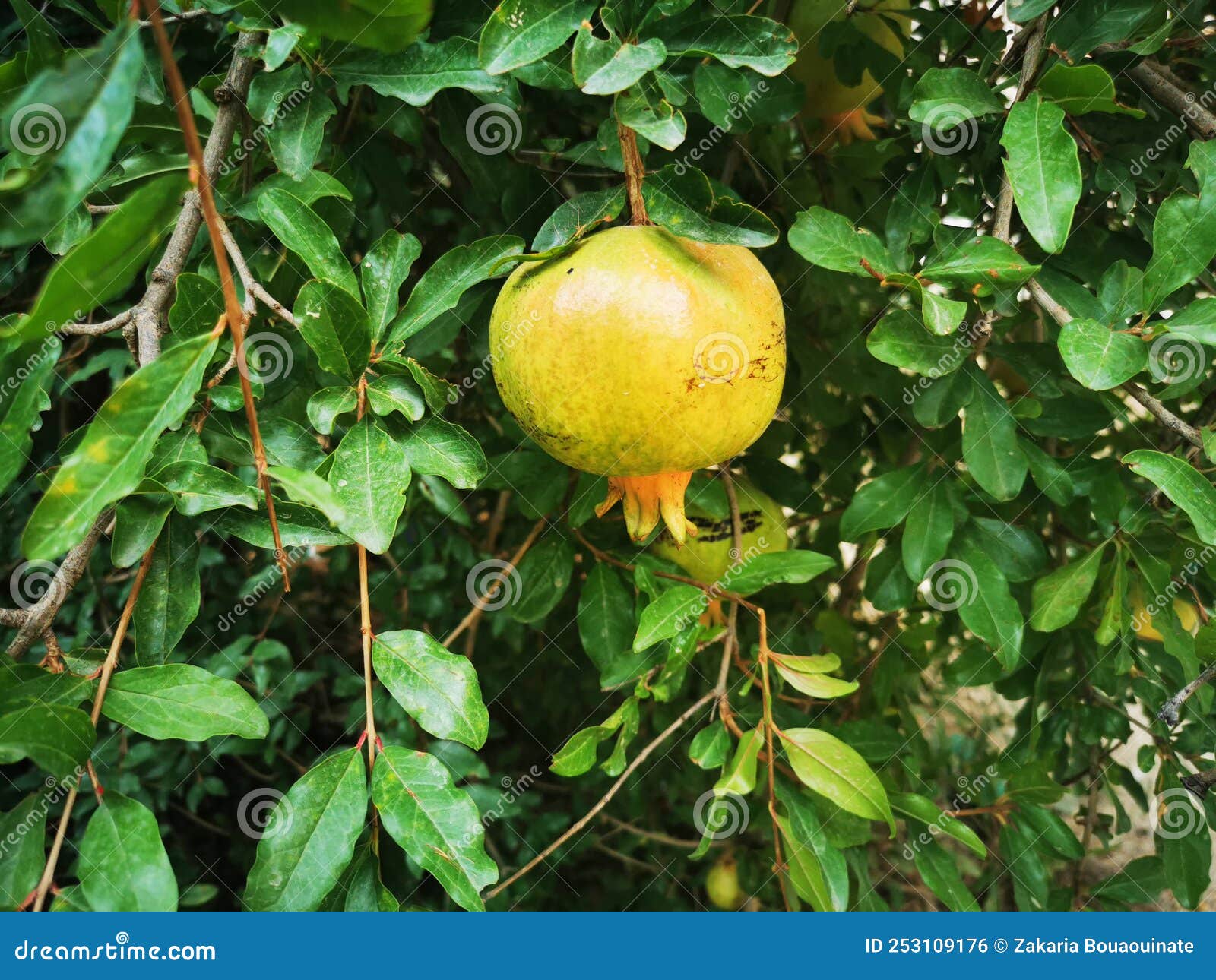 Pomegranate Fruit in a Summer Day Stock Photo - Image of fruit ...