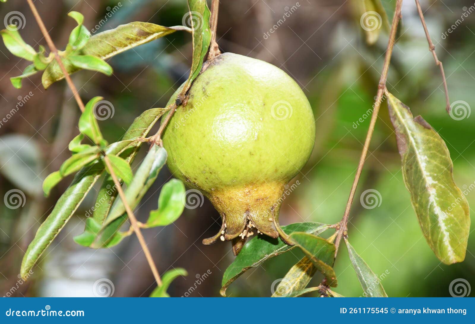Pomegranate Fruit on the Tree Stock Image - Image of light, bright ...