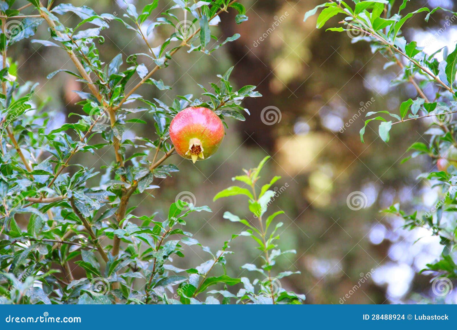 Pomegranate Fruit on the Tree Stock Photo - Image of bright, flora ...