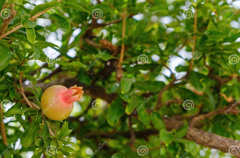 Pomegranate Fruit on Tree Branch. the Foliage on the Background Stock ...