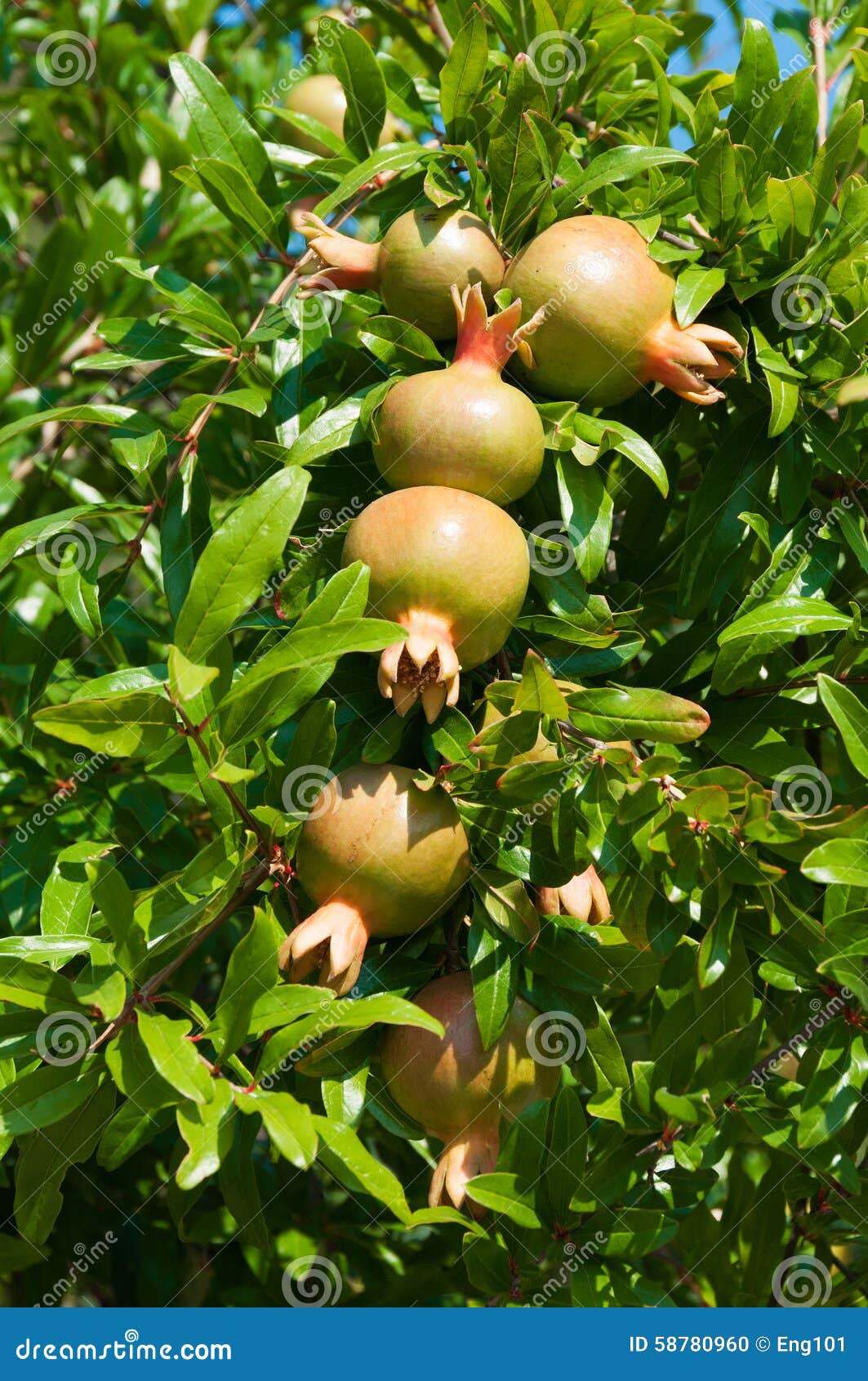 Pomegranate Fruit on the Tree Stock Photo - Image of granatum, plant ...