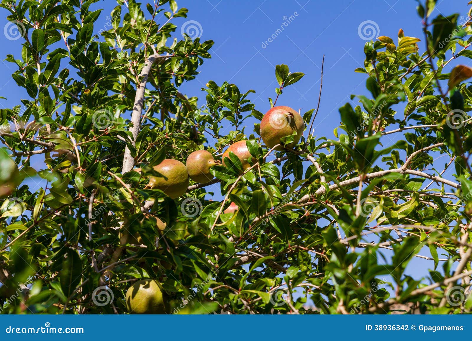 Pomegranate Fruit Tree with Fruits. Stock Photo - Image of forest ...