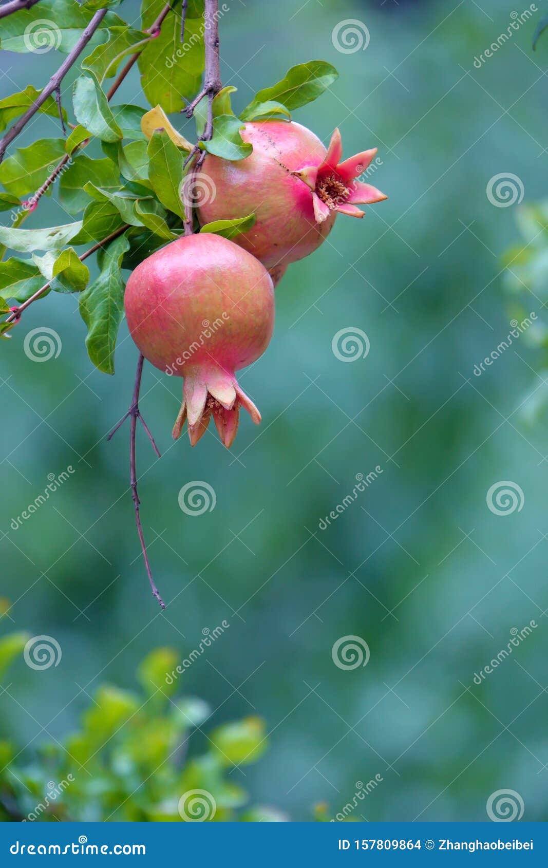 Pomegranate fruits stock photo. Image of leaves, tree - 157809864