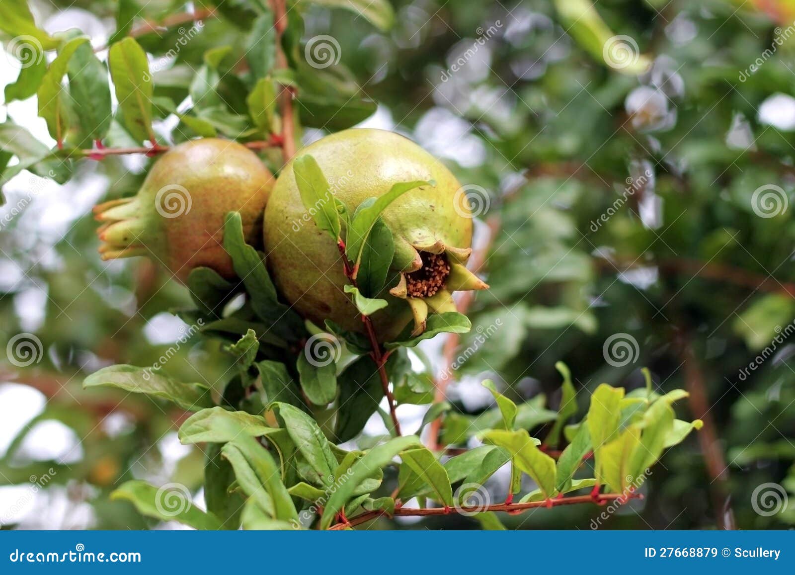 Pomegranate Growing on the Tree Branch Stock Image - Image of leaves ...