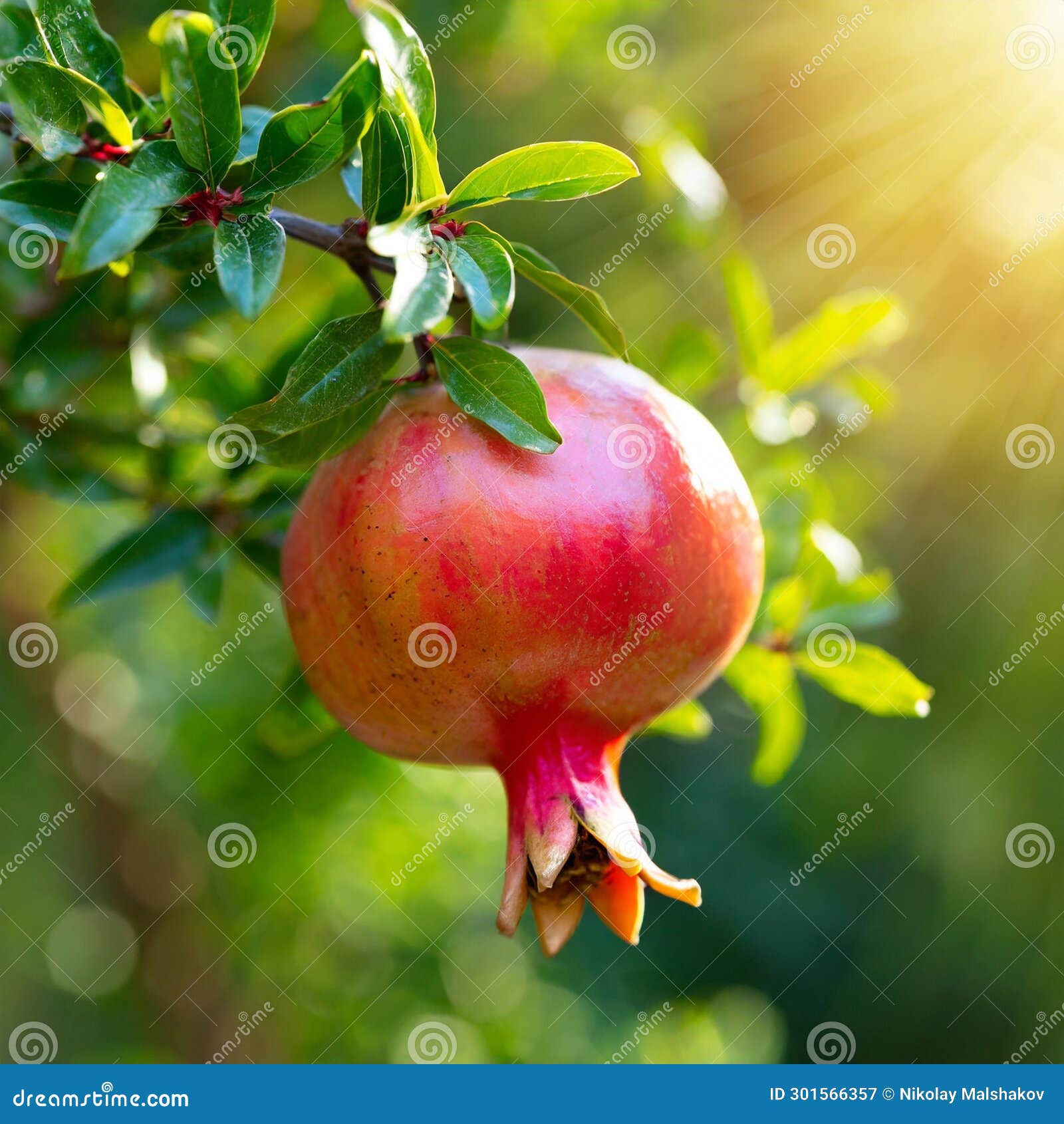 Pomegranate Grows on a Tree in the Garden. Stock Image - Image of ...