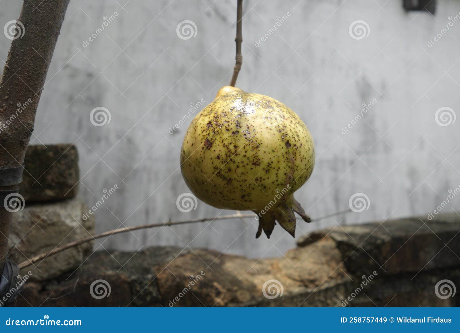 Pomegranate Has Crown at the Top of it. Stock Image - Image of green ...