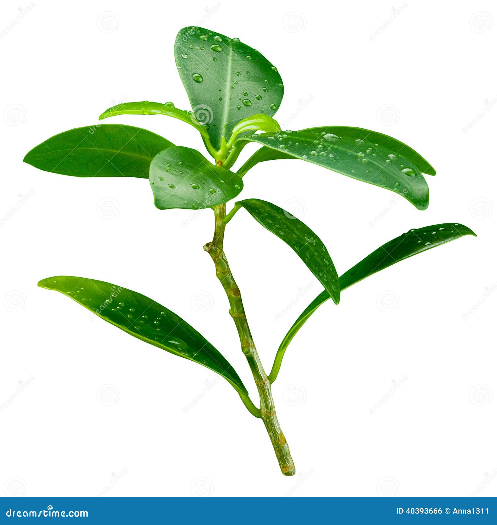 Pomegranate Leaf. Branch With Drops Isolated On White Stock Photo ...