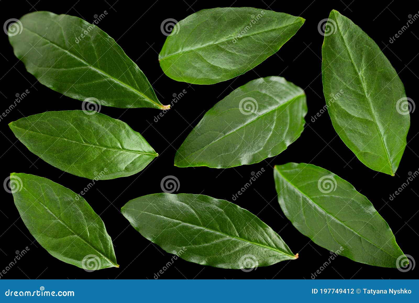 Pomegranate leaf closeup stock photo. Image of organic - 197749412