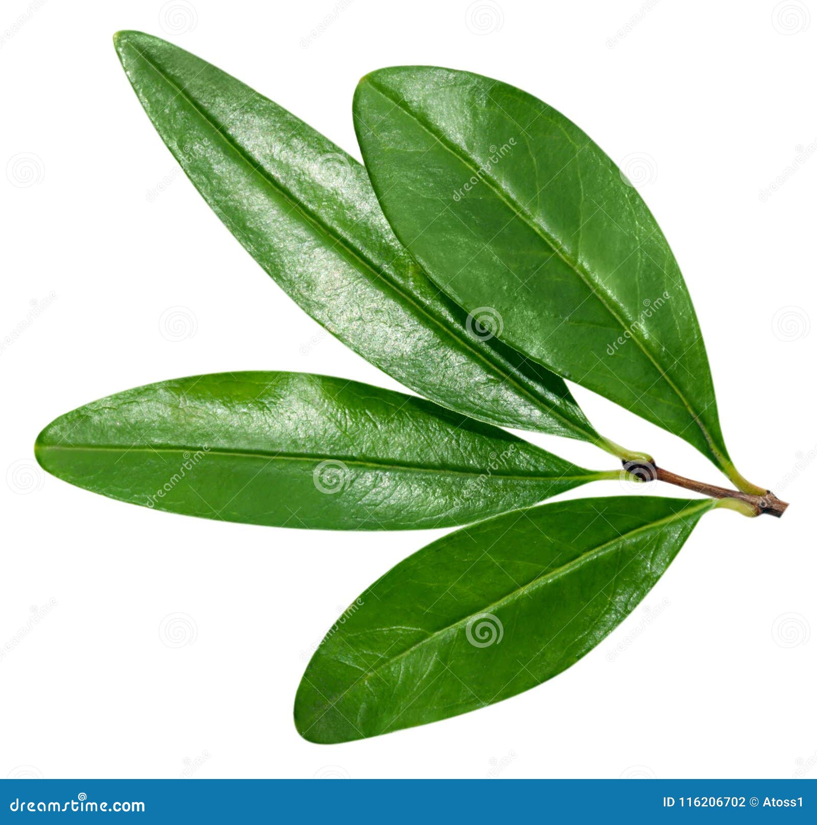 Pomegranate leaf isolated stock photo. Image of isolated - 116206702