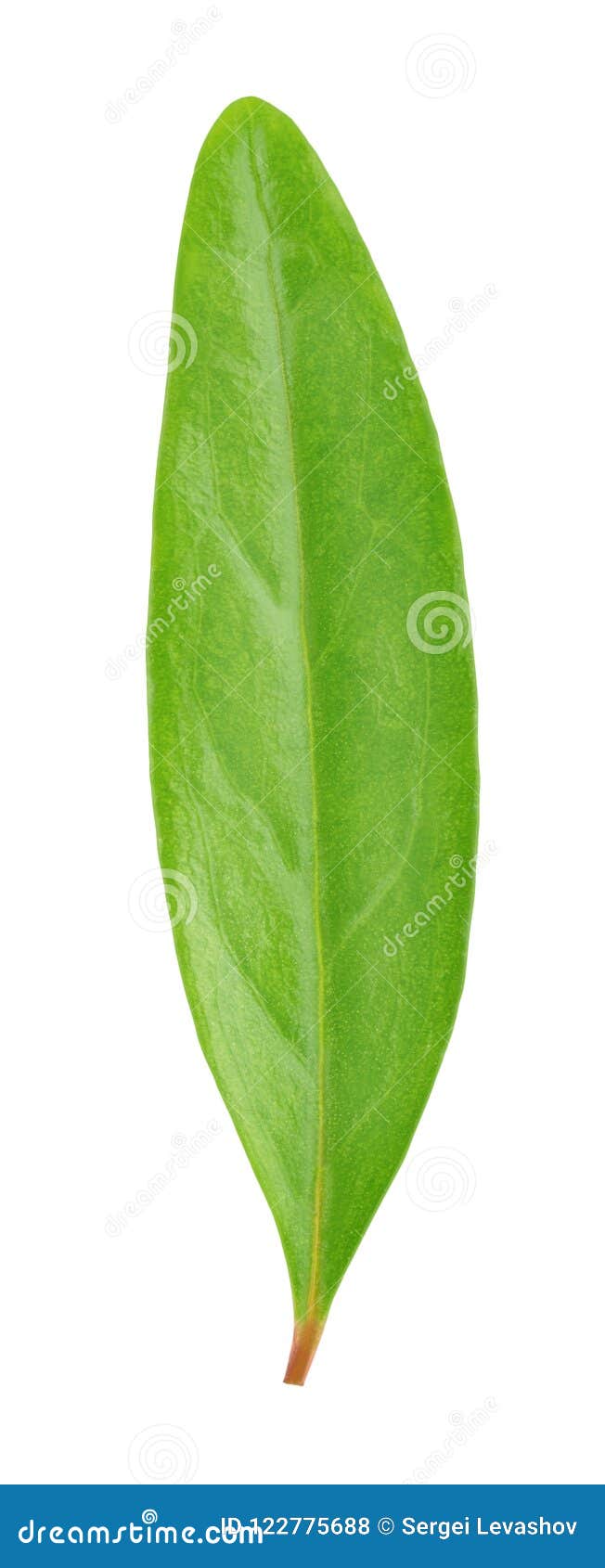 Pomegranate Leaf Isolated on a White. Stock Photo - Image of granatum ...