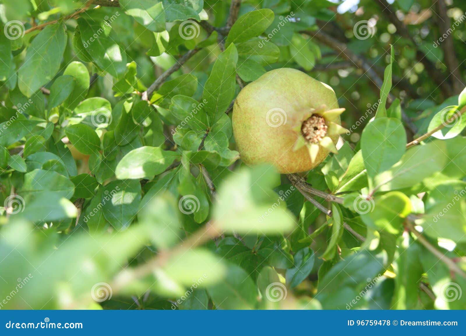 Pomegranate is not ripe stock photo. Image of summer - 96759478