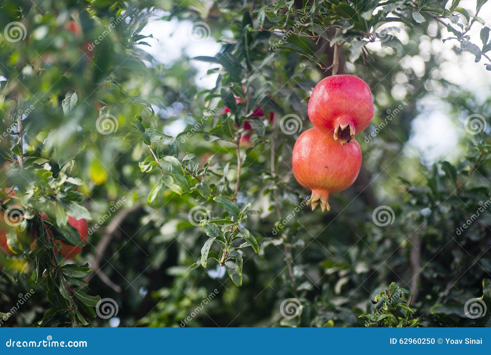 Pomegranate Orchard with Fruit Stock Photo - Image of sukkot, branch ...