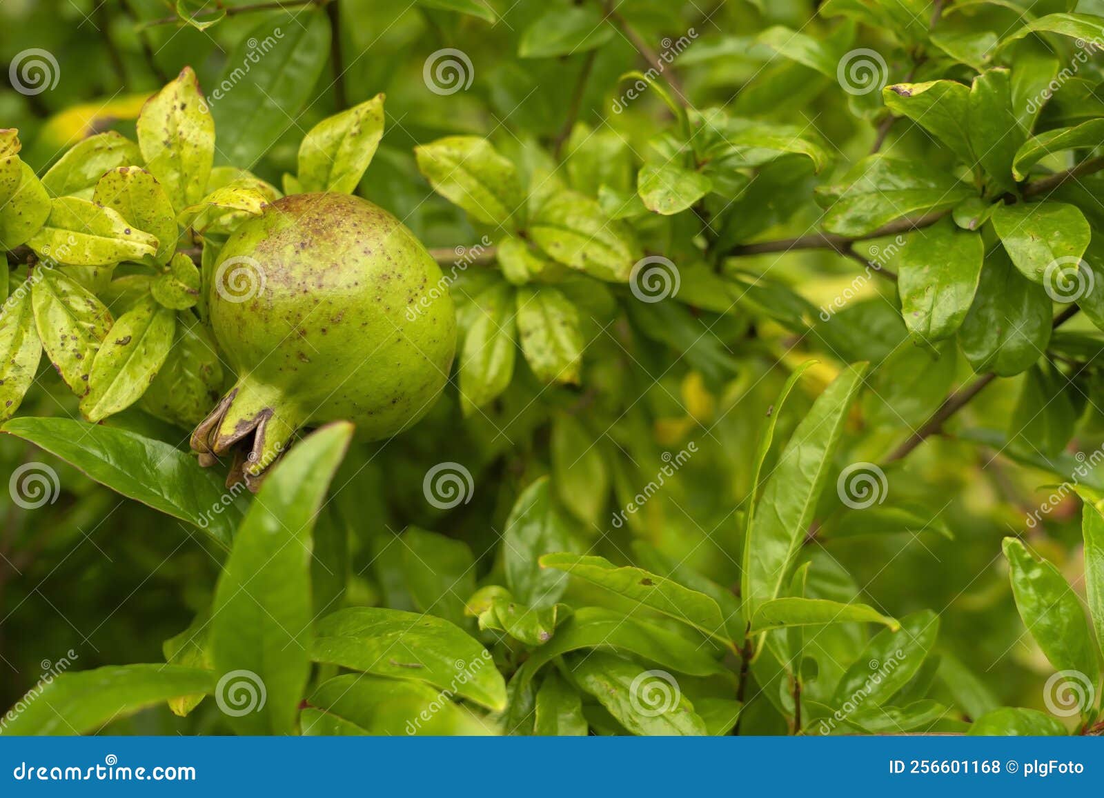 A Pomegranate in the Process of Growth on the Branch of the Pomegranate ...