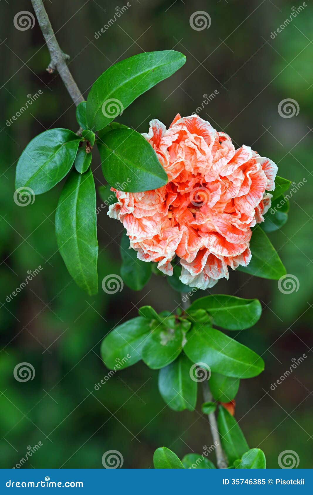 Pomegranate stock image. Image of flower, nature, colorful - 35746385