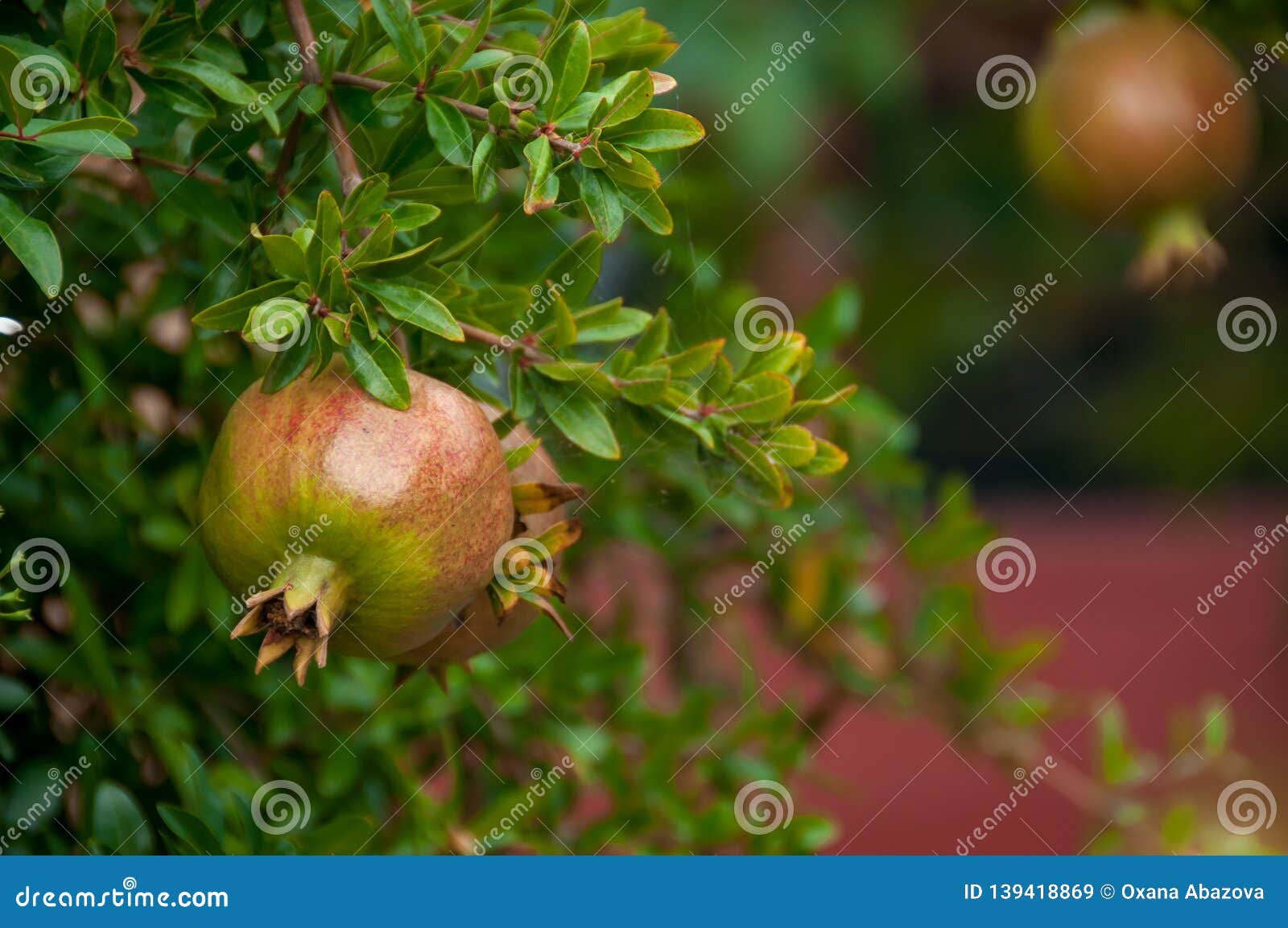 Pomegranate Ripening Process on a Tree Branch Stock Image - Image of ...