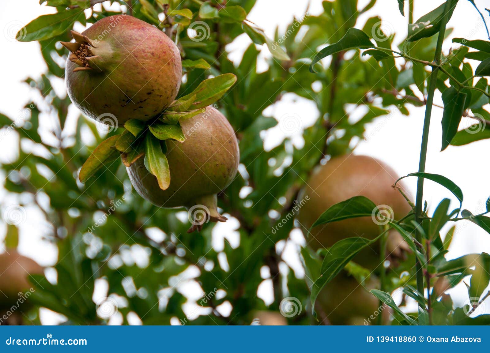 Pomegranate Ripening Process on a Tree Branch Stock Photo - Image of ...