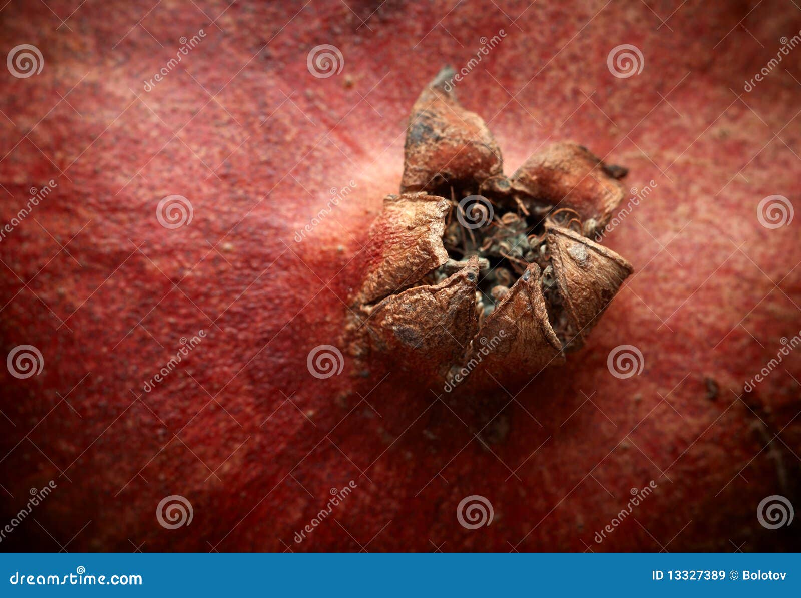 Pomegranate sepals crown. stock image. Image of closeup - 13327389