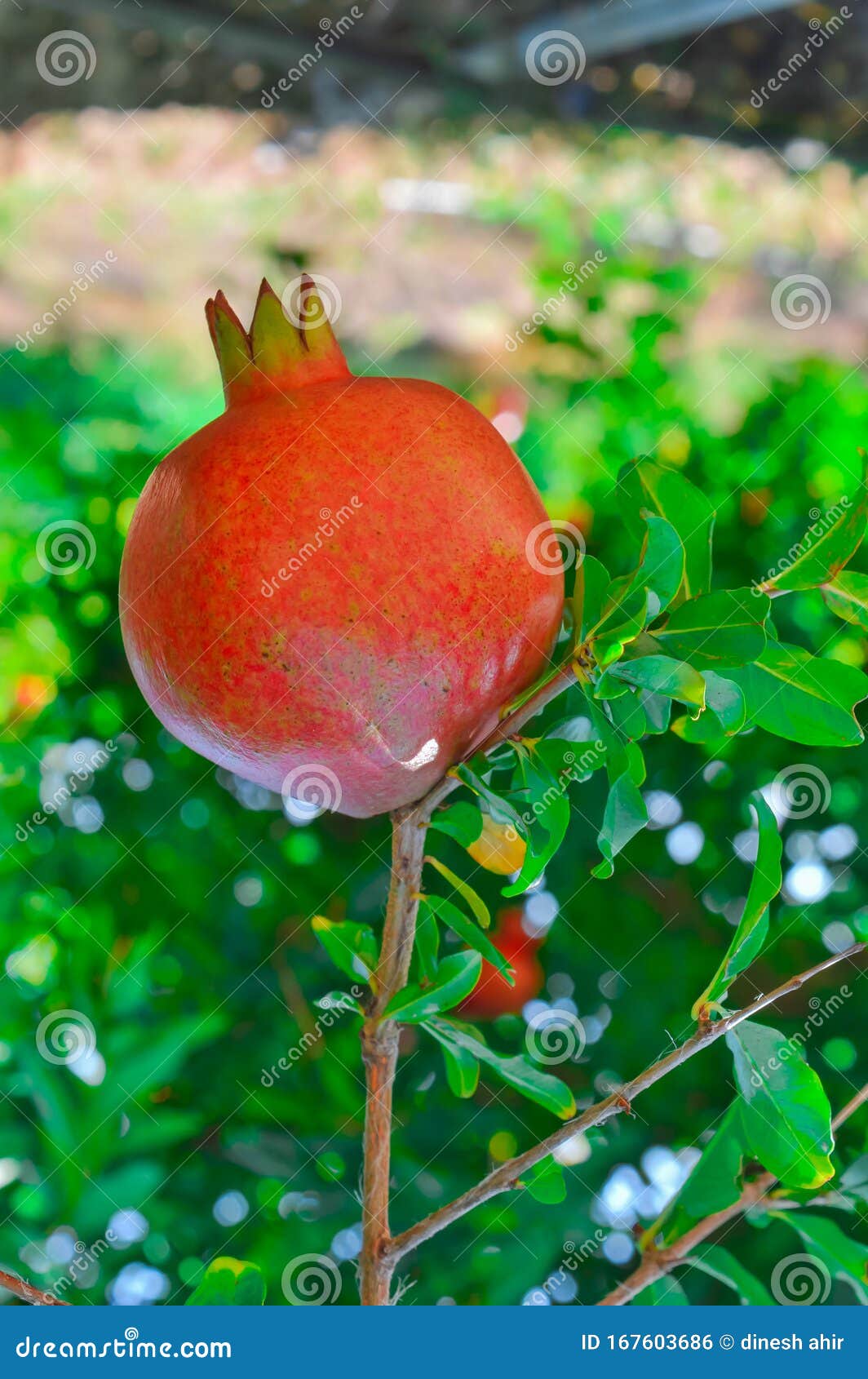 Pomegranate, Small Fruit Tree with Its Fruit, the Pomegranate Stock ...