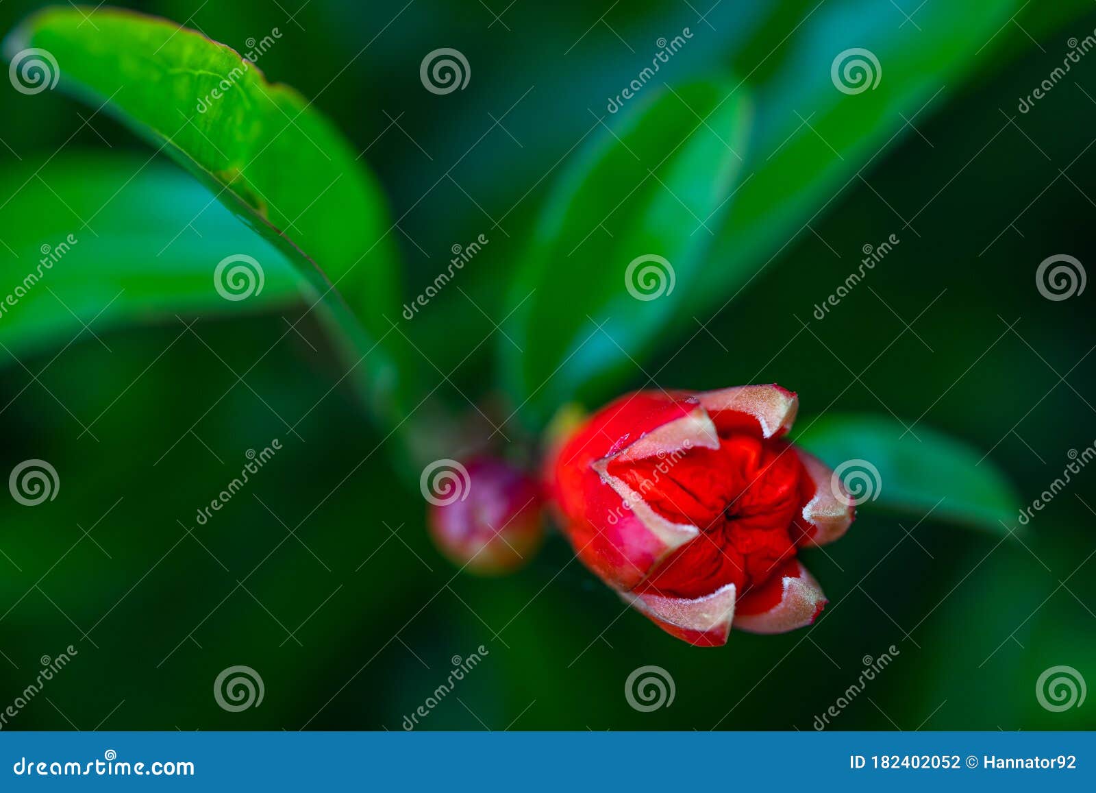 Pomegranate Tree Flowers in Bloom Close Up Stock Photo - Image of ...
