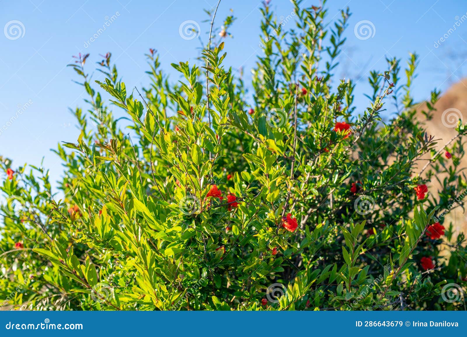 Pomegranate Tree in a Bloom Stock Image - Image of tree, vegetation ...