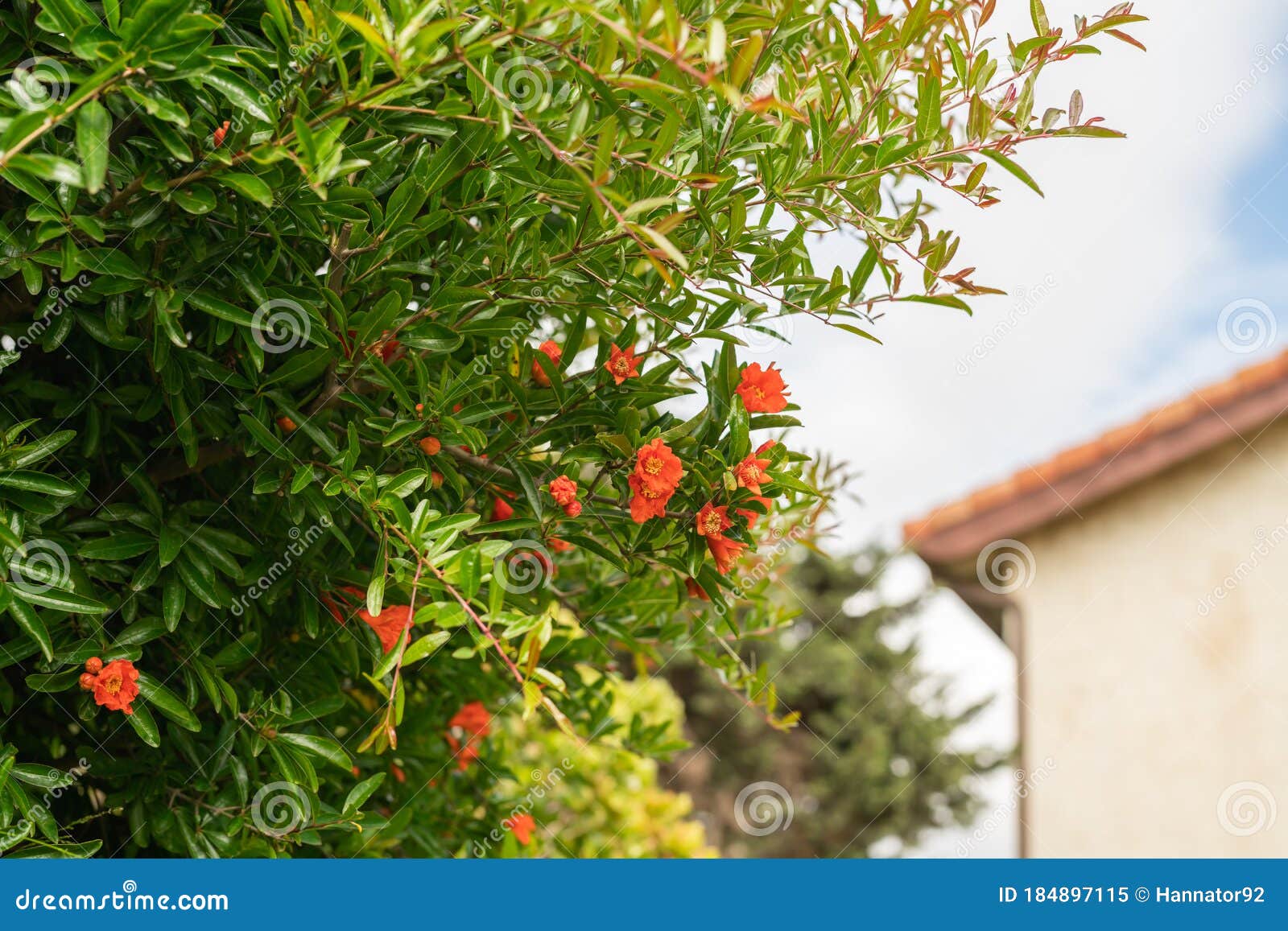 Pomegranate Tree in Bloom Close Up Stock Image - Image of colorful ...