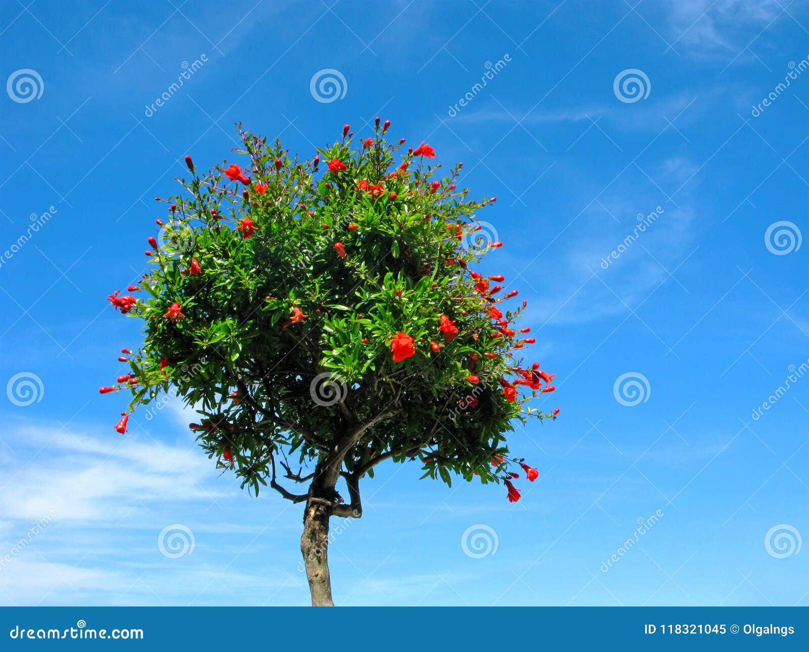Pomegranate Tree Blooming, Isolated on Blue Sky Stock Image - Image of ...