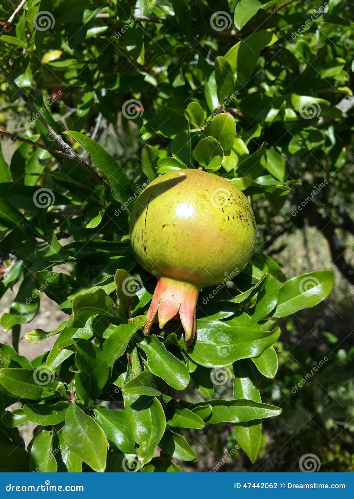Pomegranate stock photo. Image of summer, tree, branch - 47442062