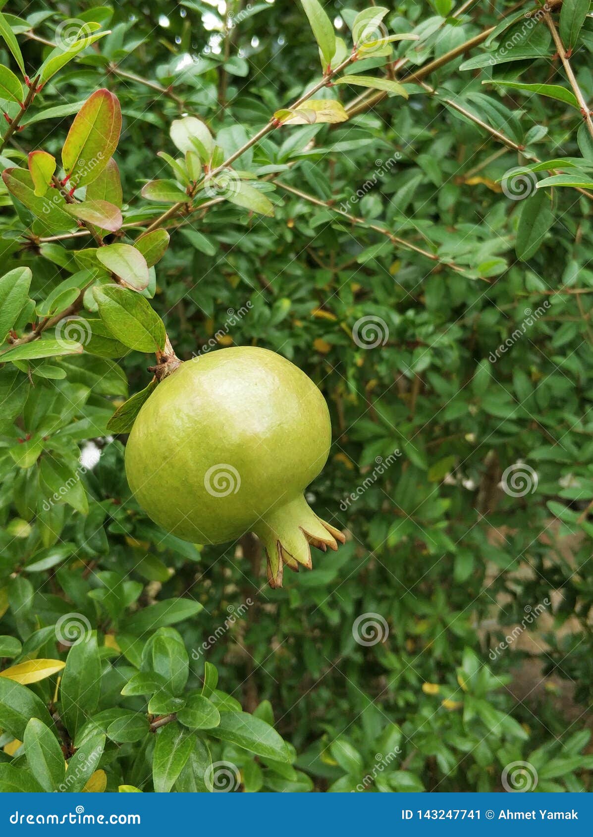 Pomegranate on tree branch stock image. Image of nature - 143247741