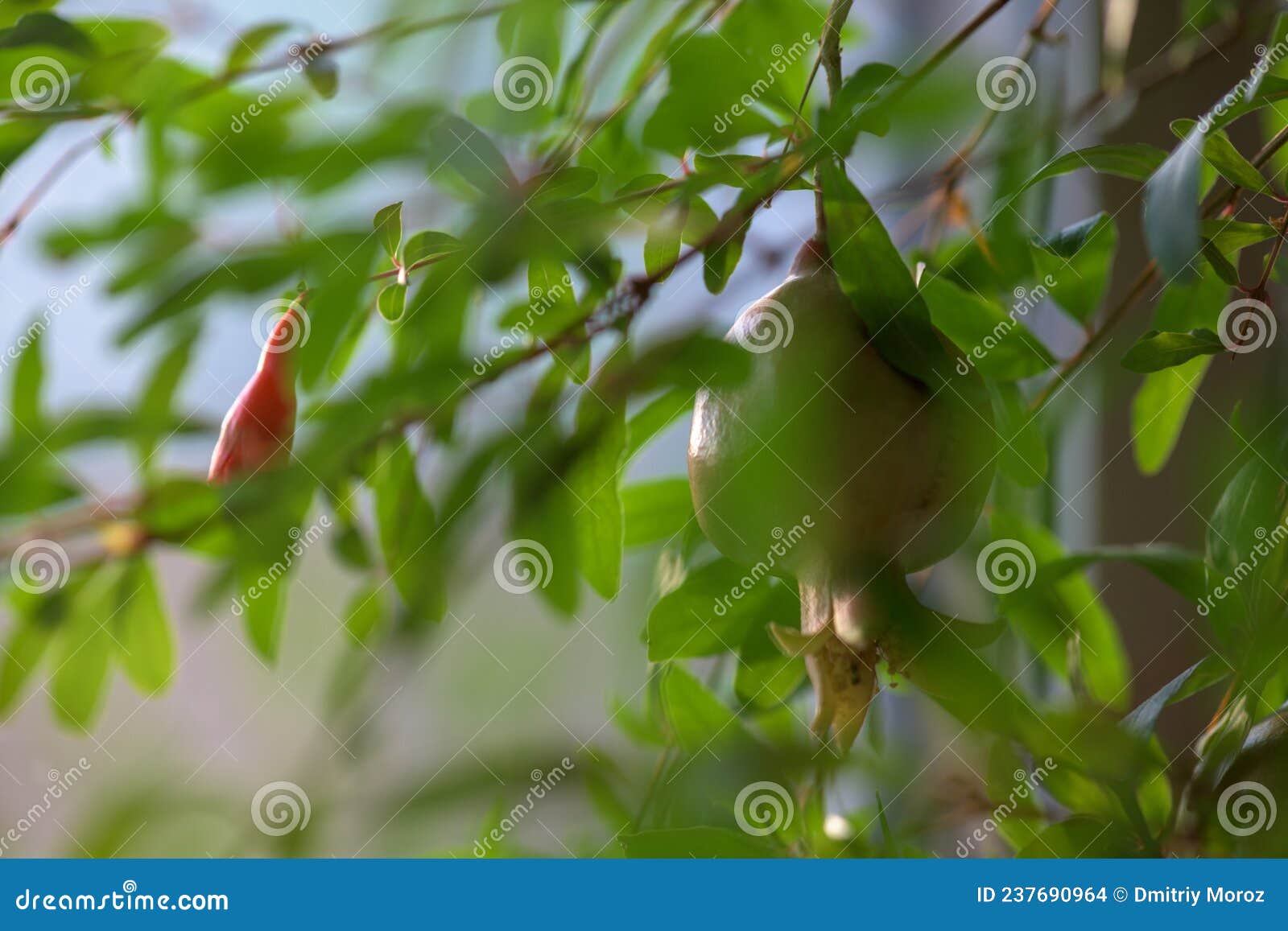 Pomegranate on a Tree Branch Stock Photo - Image of garden, nature ...