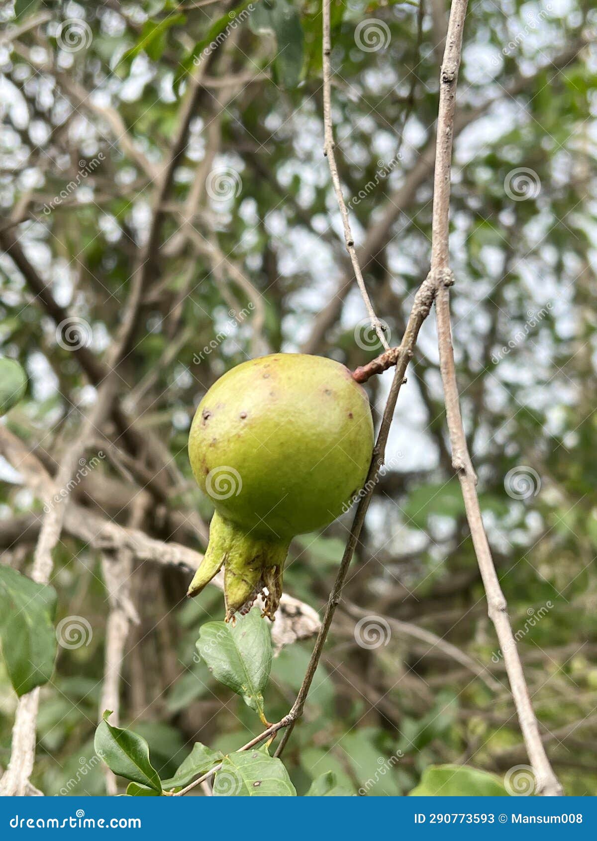 Pomegranate on a Tree Branch in the Garden Stock Image - Image of ...