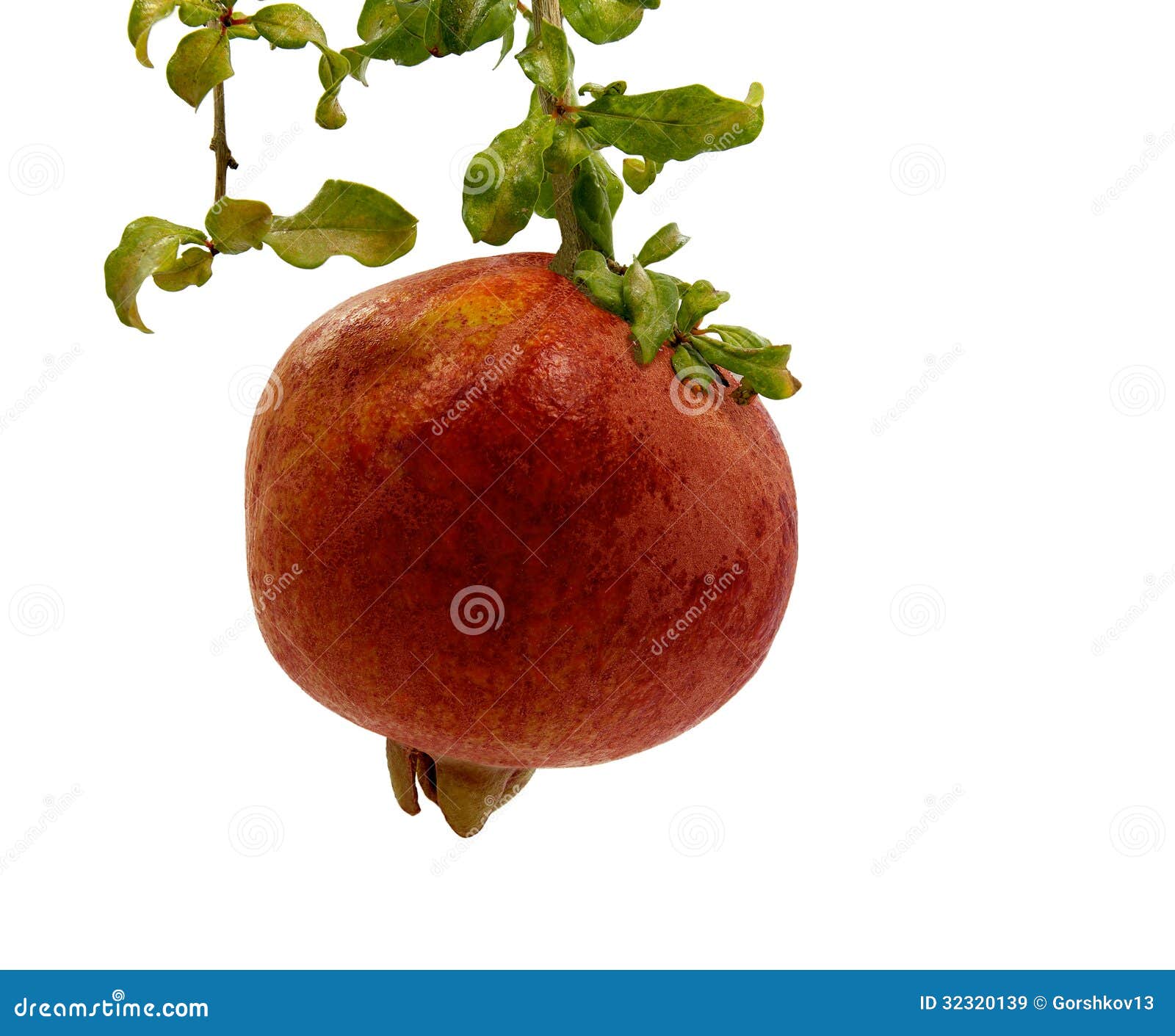 Pomegranate on tree Branch stock image. Image of green - 32320139