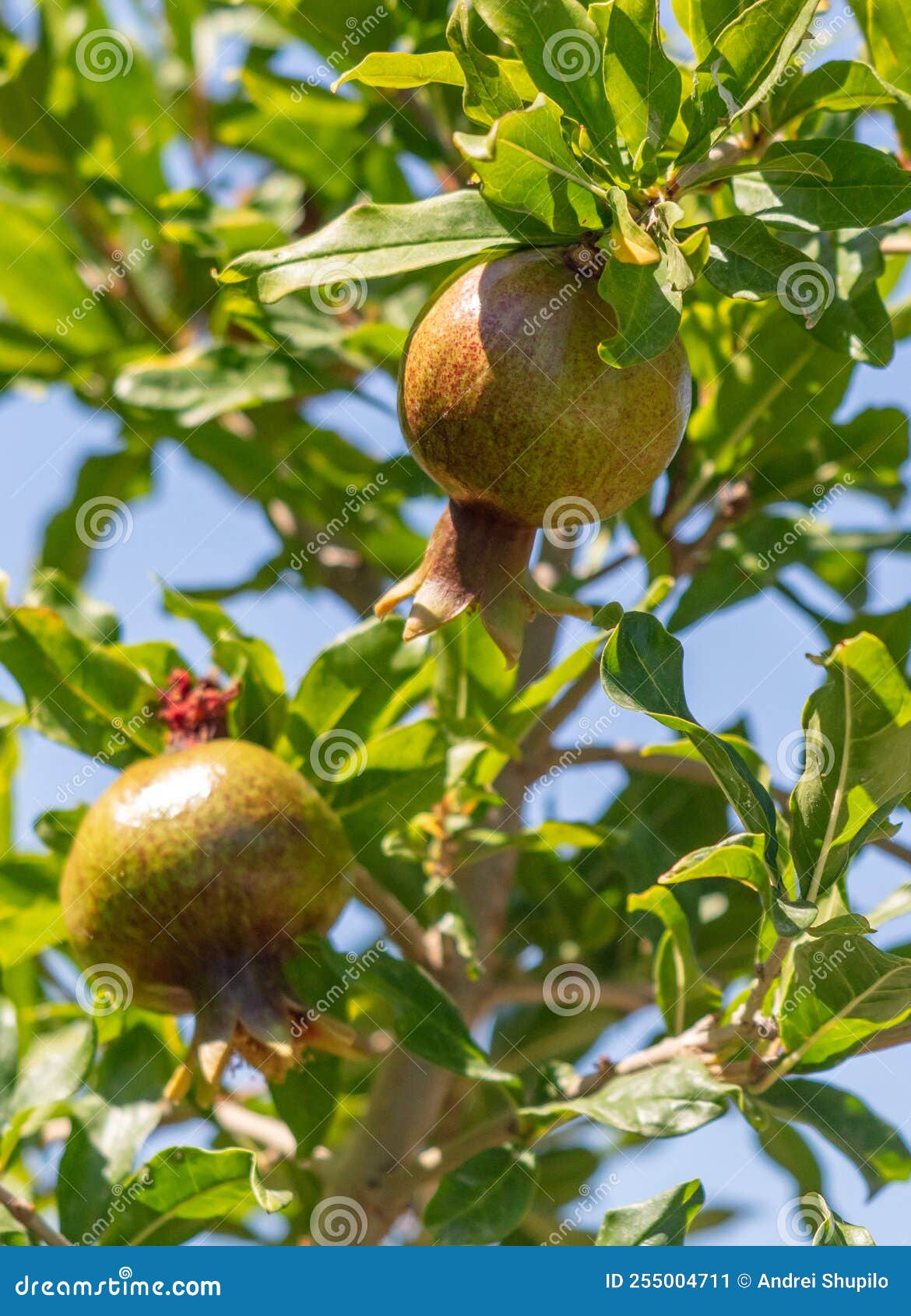 Pomegranate on Tree Branches in Summer. Stock Image - Image of tasty ...