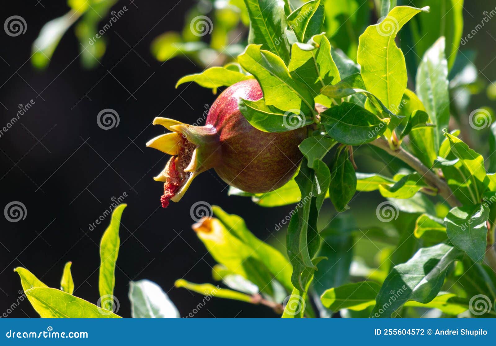 Pomegranate on Tree Branches in Summer. Stock Photo - Image of ...