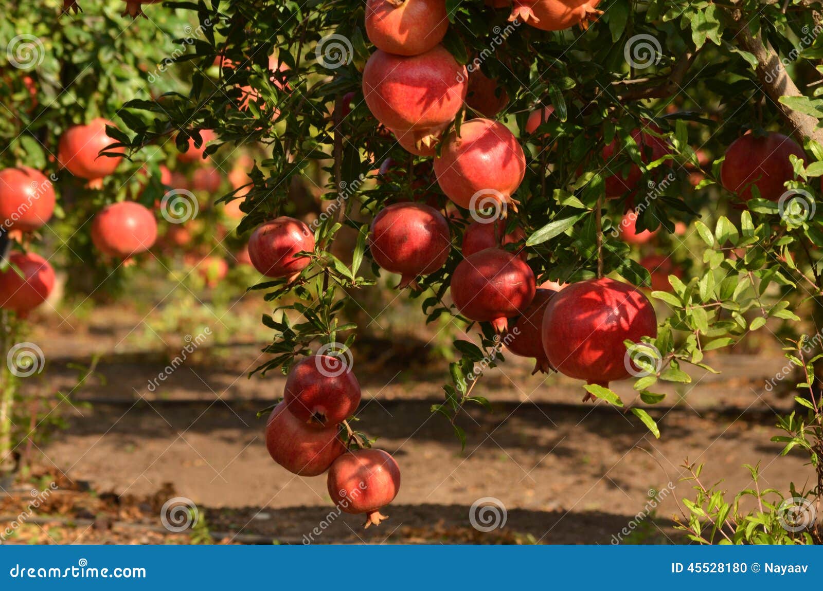 Pomegranate tree stock photo. Image of farm, close, freshness - 45528180