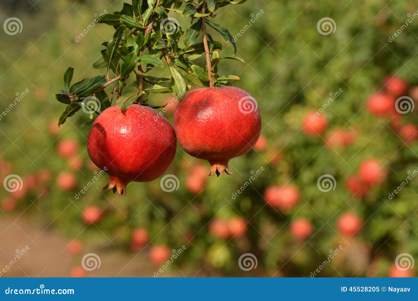Pomegranate tree stock image. Image of good, close, gastronomy - 45528205