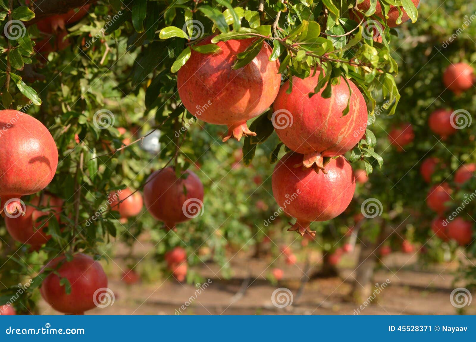 Pomegranate tree stock image. Image of branch, fresh - 45528371