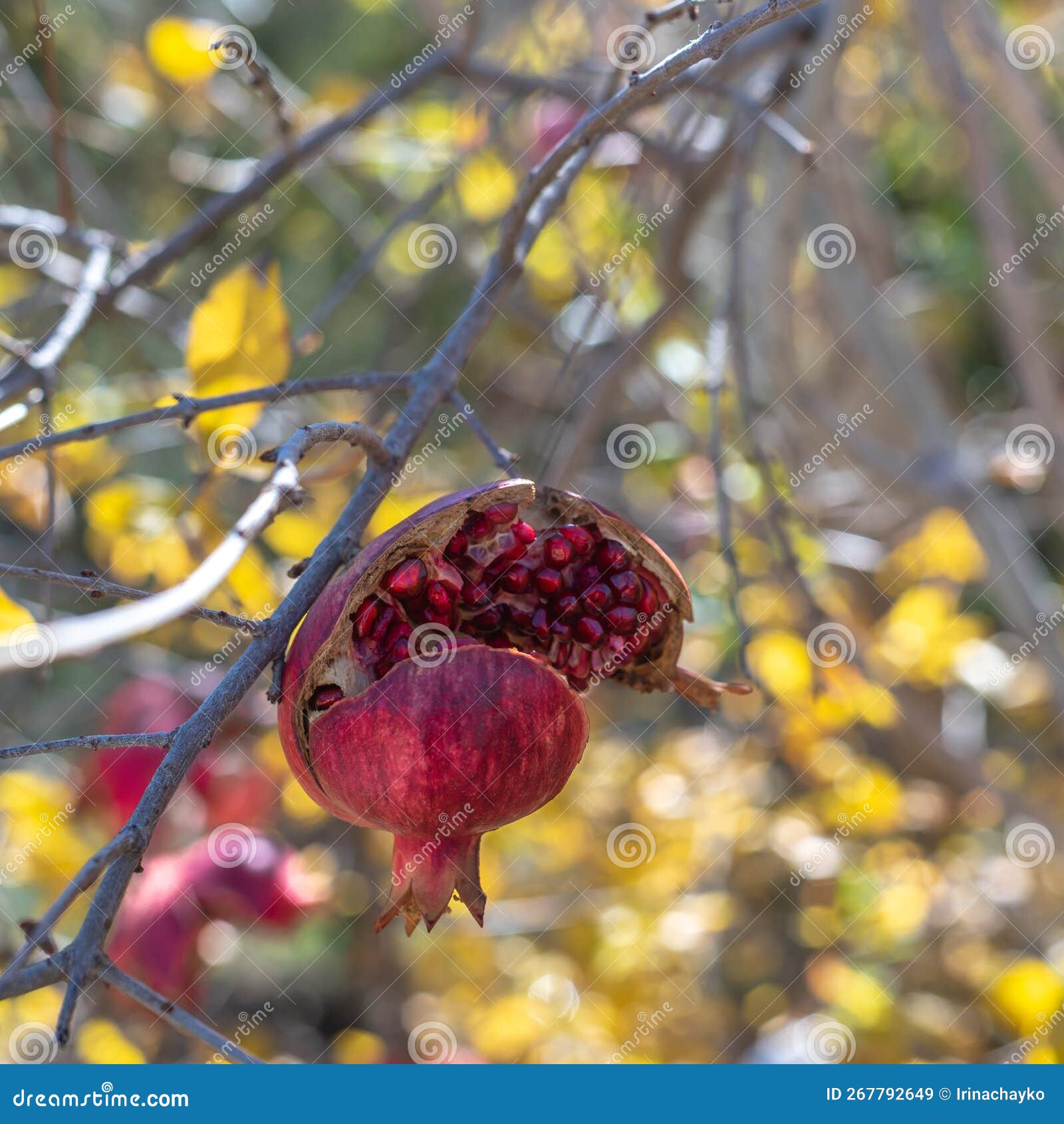 Pomegranate Tree and a Cracked Pomegranate on the Tree. Stock Image ...