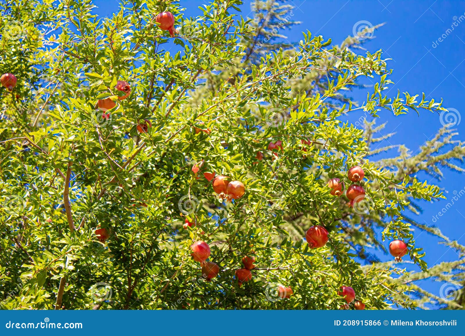 Pomegranate on Tree in a Farm Garden.selectiv Focus Stock Photo - Image ...