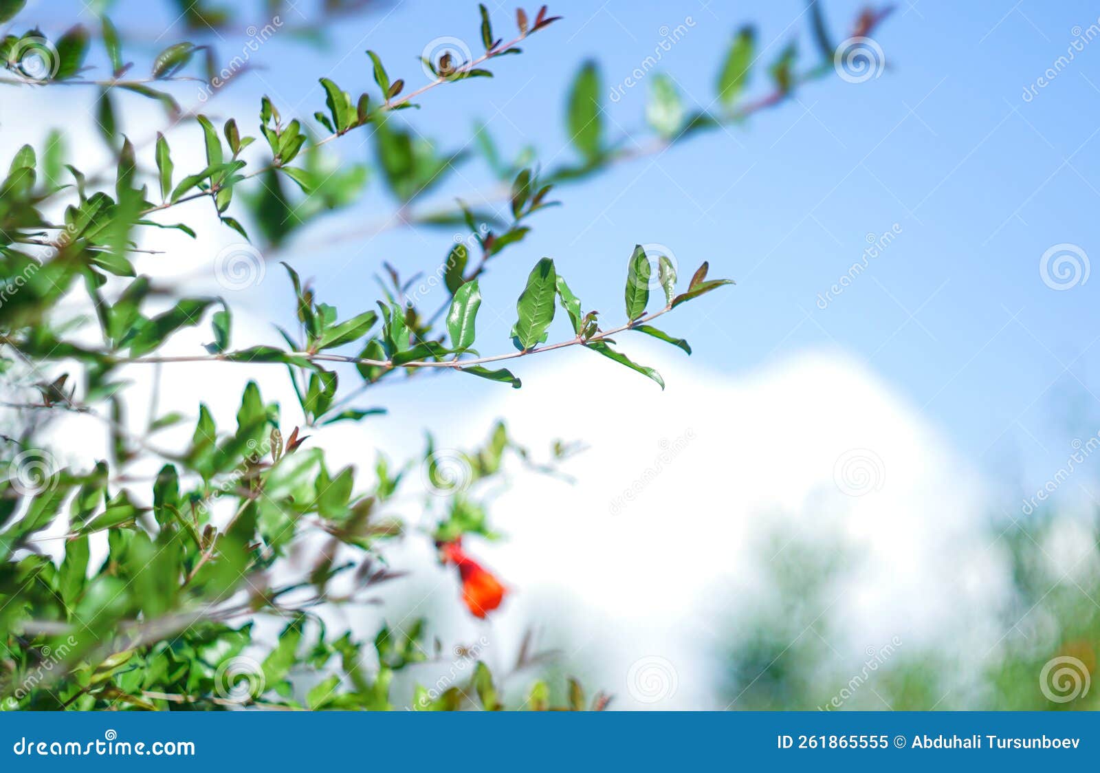 Pomegranate tree flowers stock image. Image of fruit - 261865555