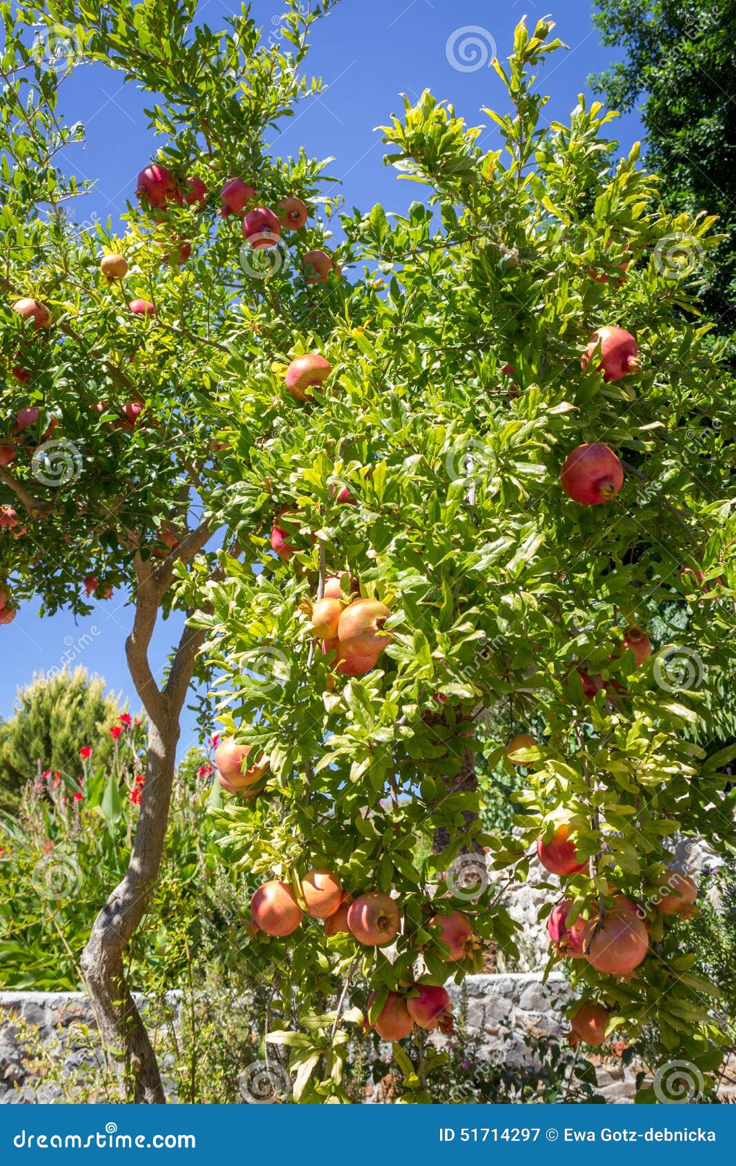 Pomegranate tree stock image. Image of nature, crop, horticulture ...